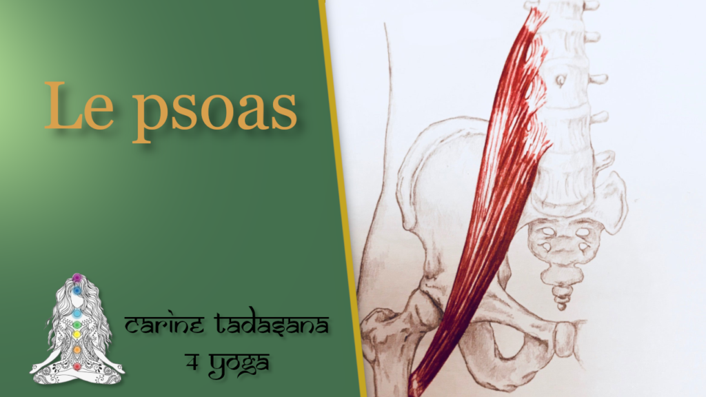 Le psoas et le Yoga - Découvrez ses secrets - Carine Tadasana 4 Yoga